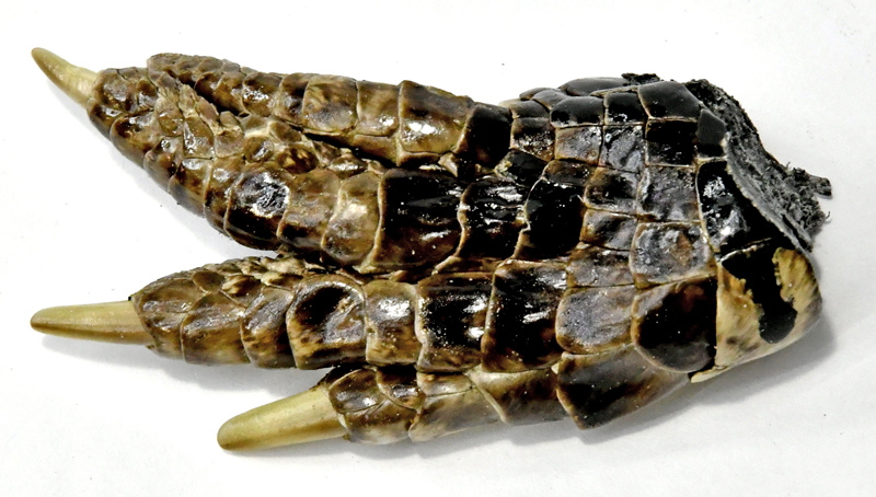 Alligator Feet - Magdalenas Botanica l Hoodoo & Conjure l Supply Shop